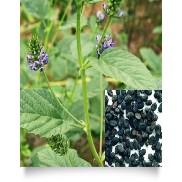 Bakuchi - Sukhayu Ayurved Hospital