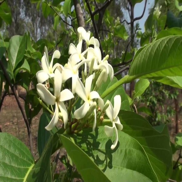 Kutaja - Sukhayu Ayurved Hospital
