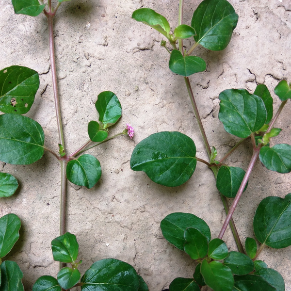 Punarnava - Sukhayu Ayurved Hospital
